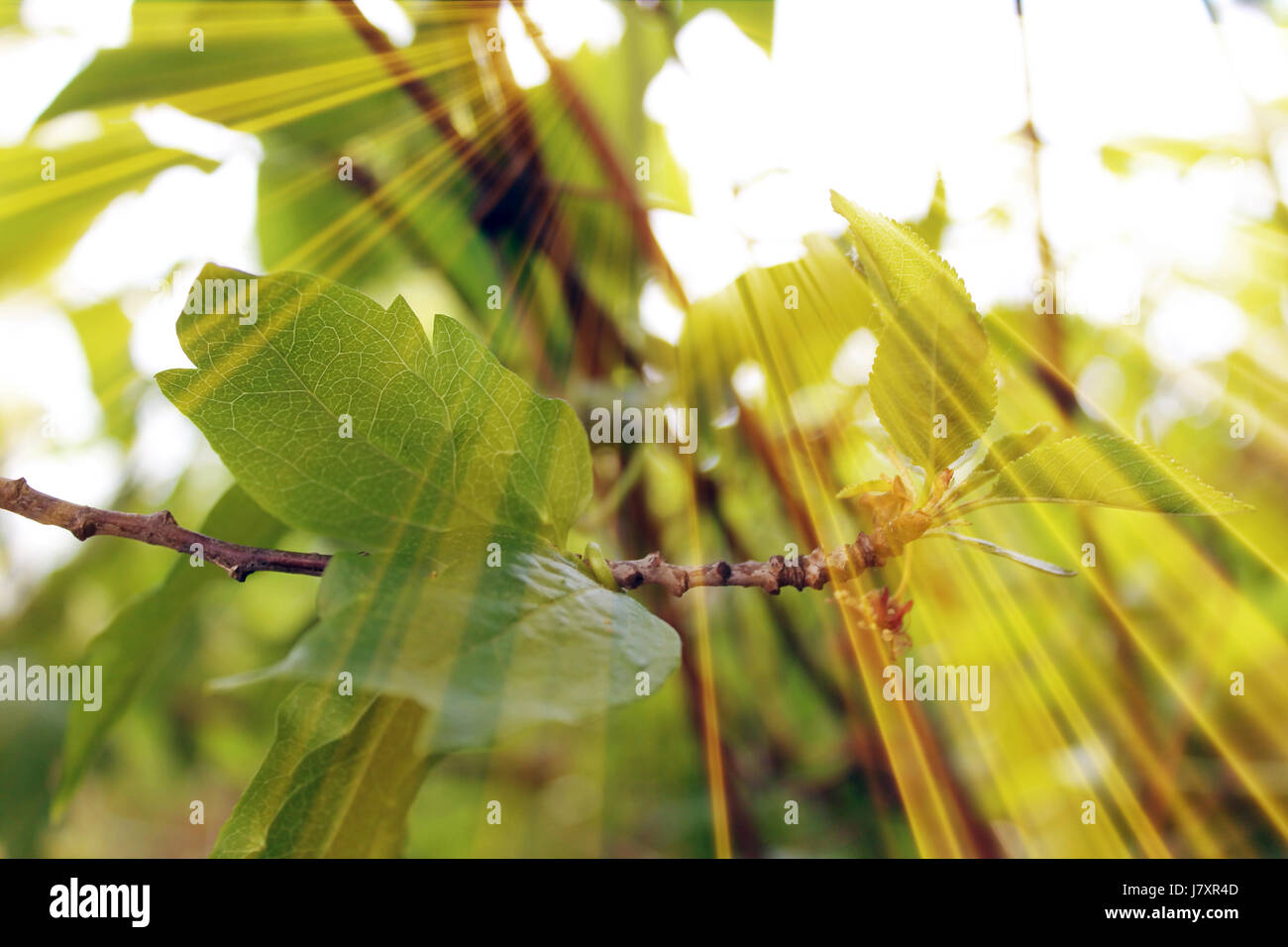 Magic leaves. Composition of leaves and rays Stock Photo - Alamy
