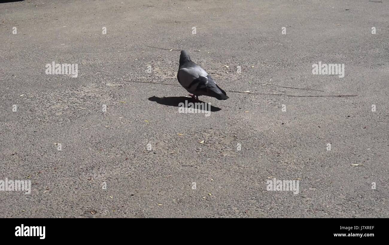 Lonesome dove hi-res stock photography and images - Alamy