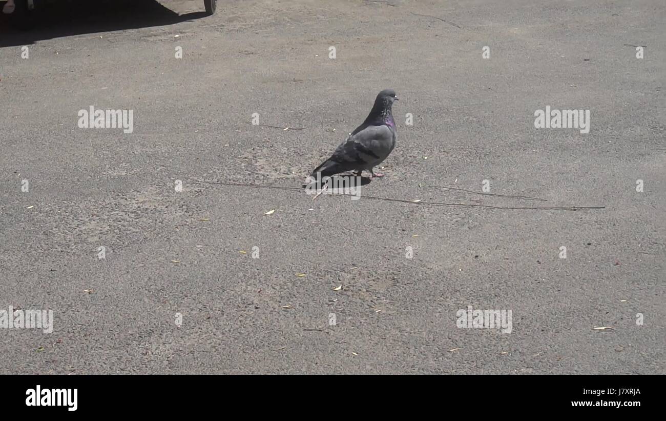 Lonesome dove hi-res stock photography and images - Alamy