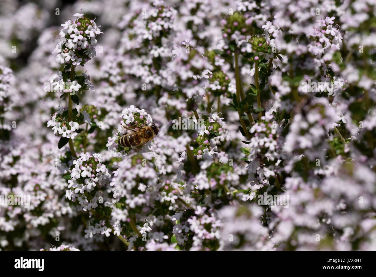 Thymus serpyllum aromatic plant in fool blossom with small light purple ...