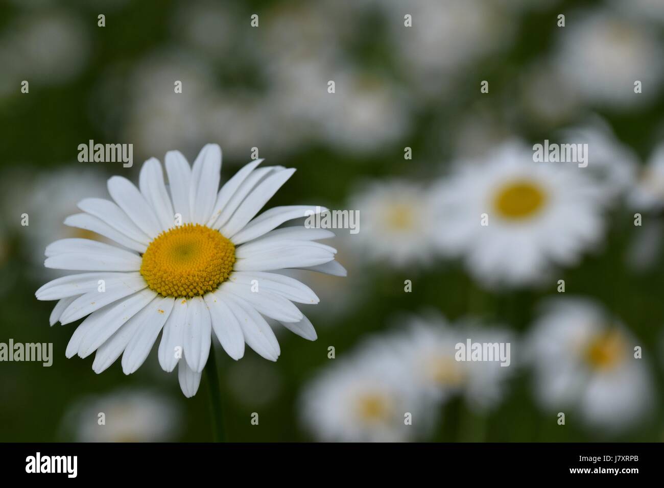 Close view on blossom daisy flower in down left corner of image and ...