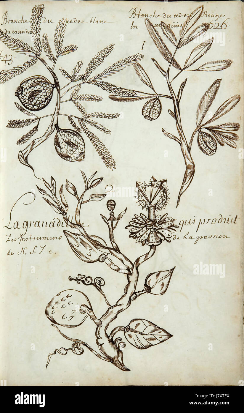 The Codex Canadensis is an important manuscript that documents the ...