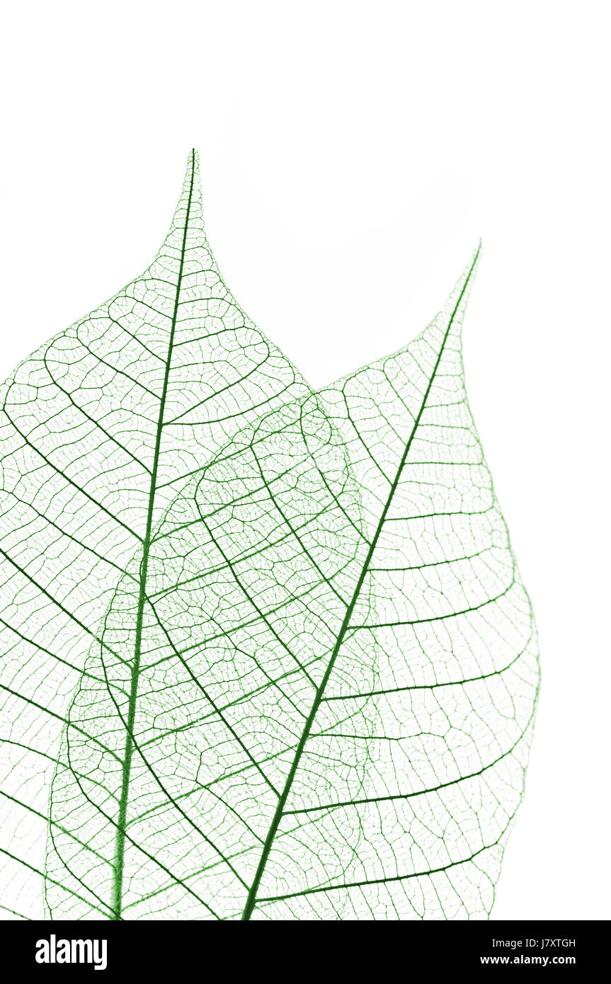 close isolated closeup leaves veins skeleton graphic conspicuous ...