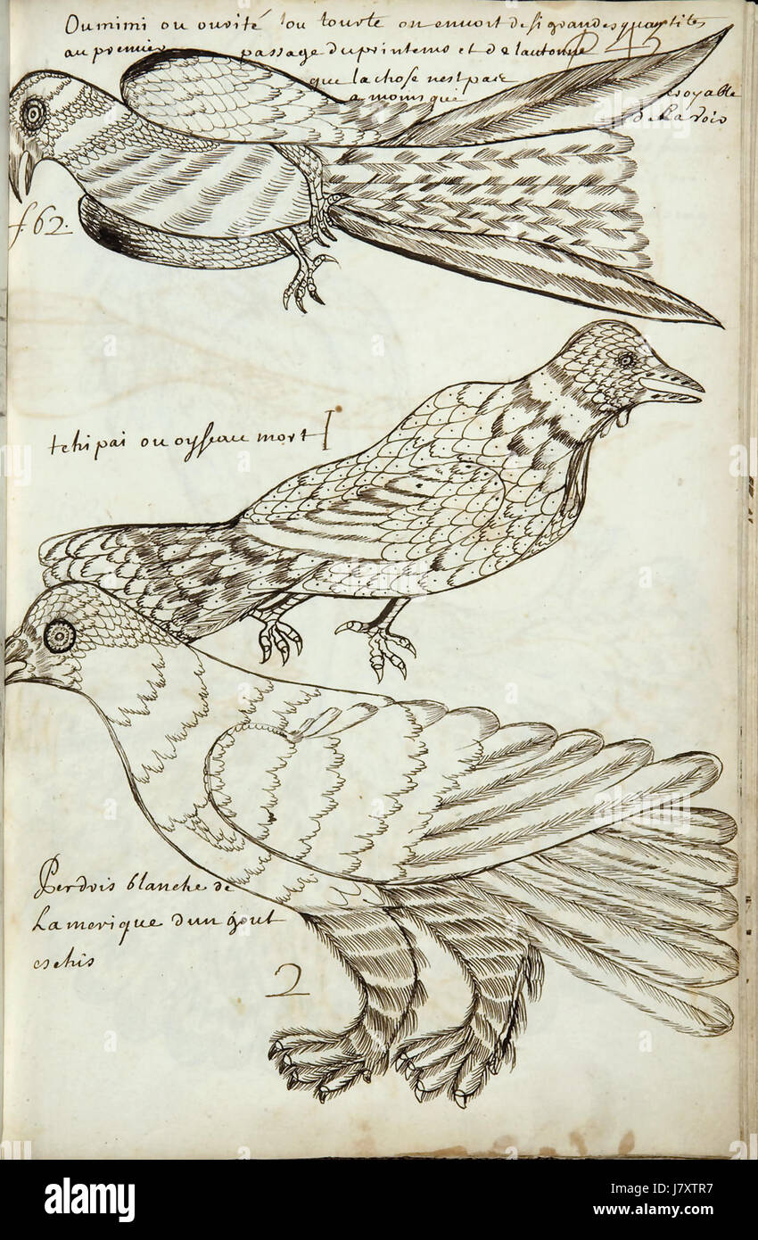 Codex Canadensis refers to a historical manuscript, and page 45 ...