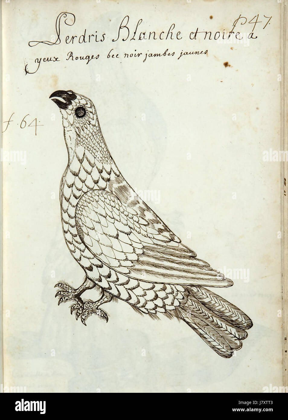 The Codex canadensis, a 17th-century manuscript, contains detailed ...