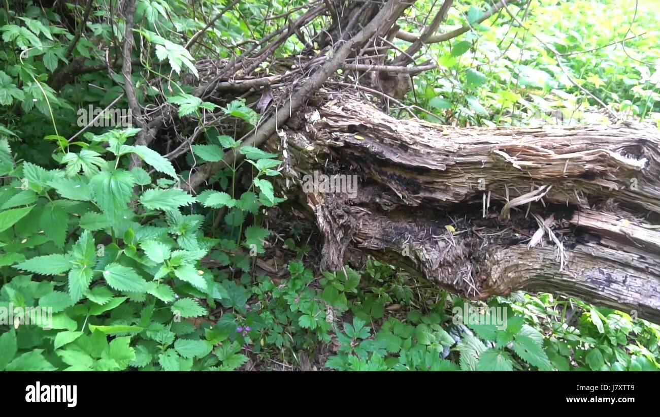 The Old Rotten Tree The old tree trunk damaged by insects has turned ...