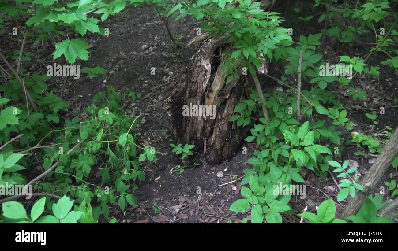 The Old Rotten Tree The old tree trunk damaged by insects has turned ...