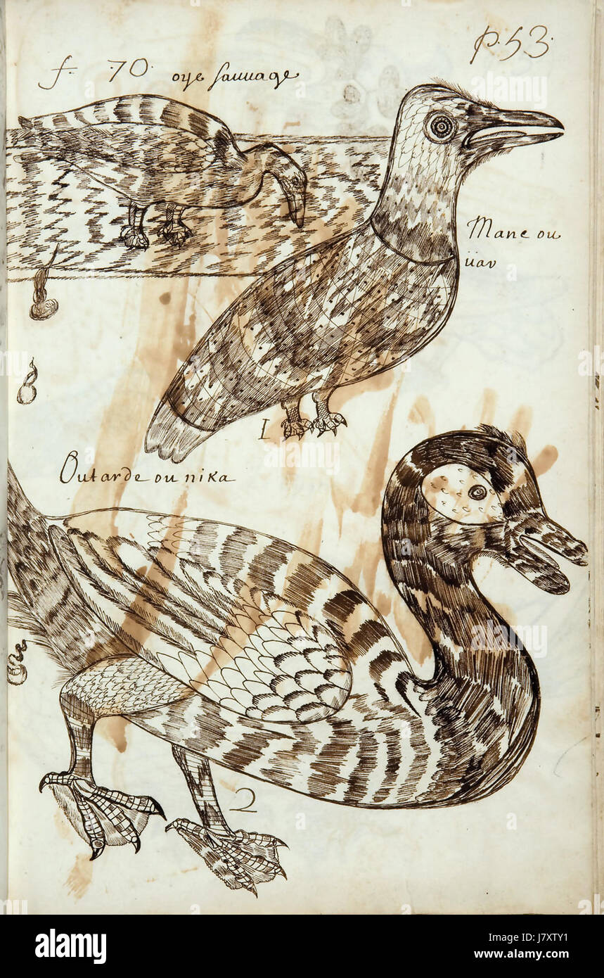 Codex canadensis, p. 53 Stock Photo - Alamy