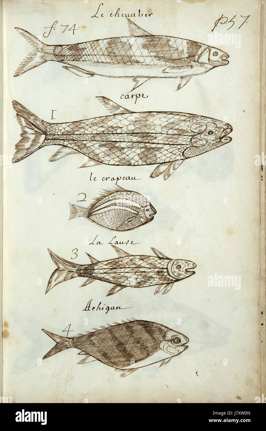 Indigenous manuscripts hi-res stock photography and images - Alamy