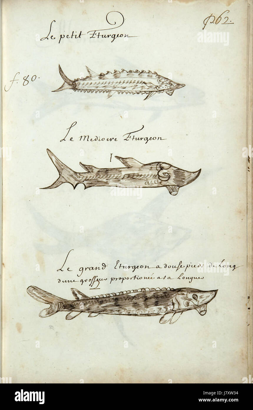 The 'Codex Canadensis' is a historic manuscript that provides valuable ...