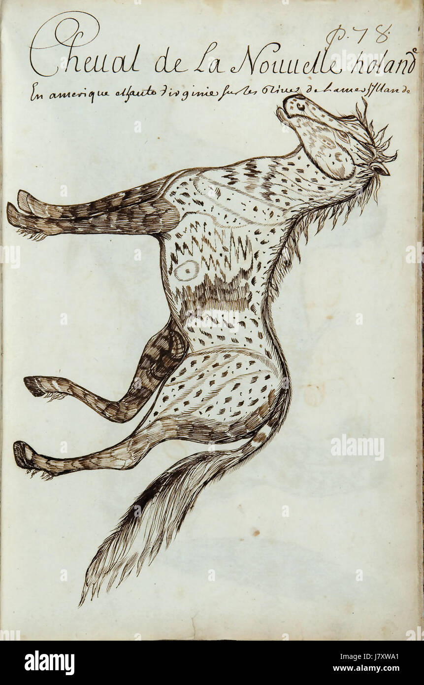 The 'Codex canadensis' is an illustrated manuscript documenting ...