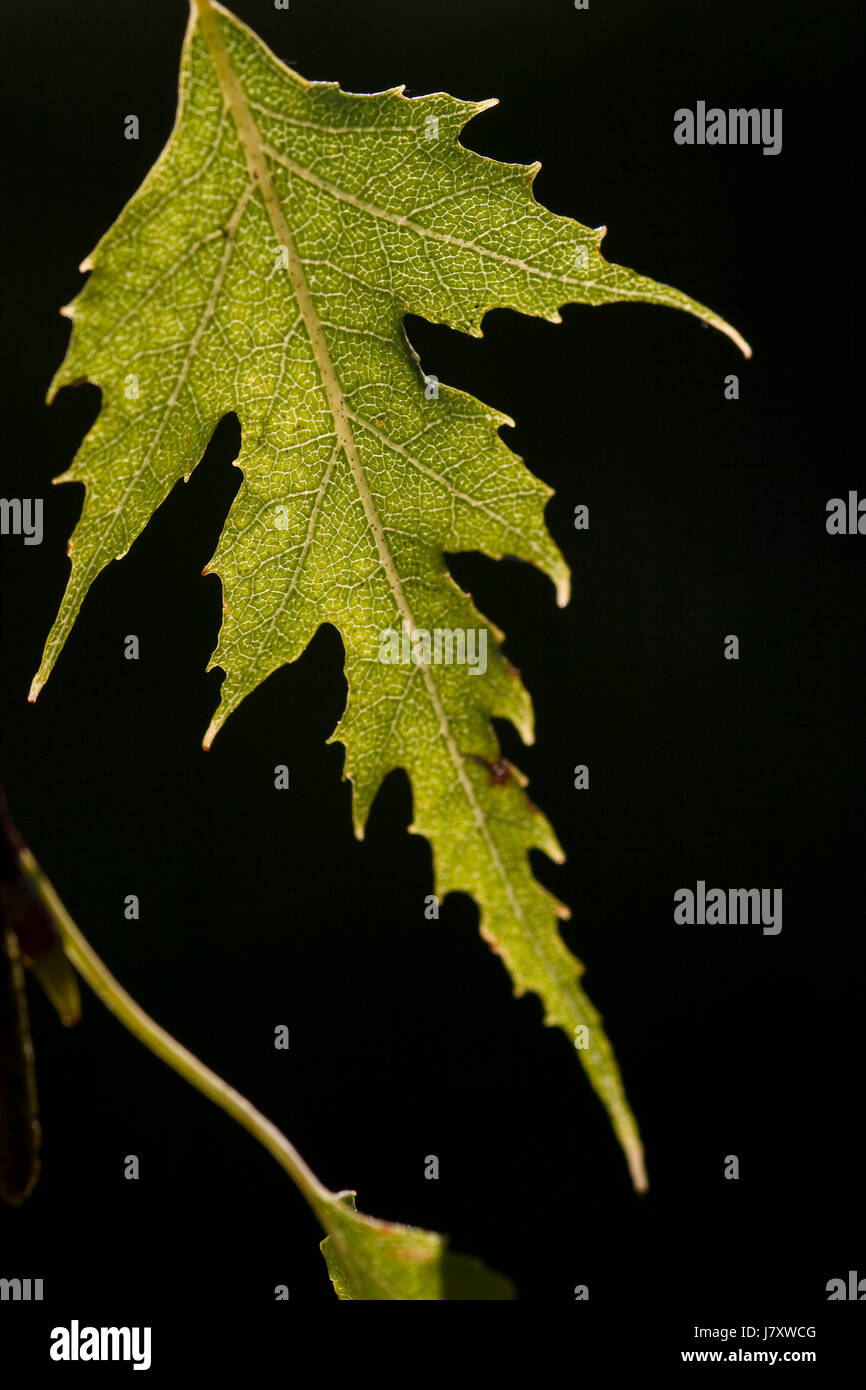 leaf connected diagonal leaf veins photosynthesis structure backdrop ...