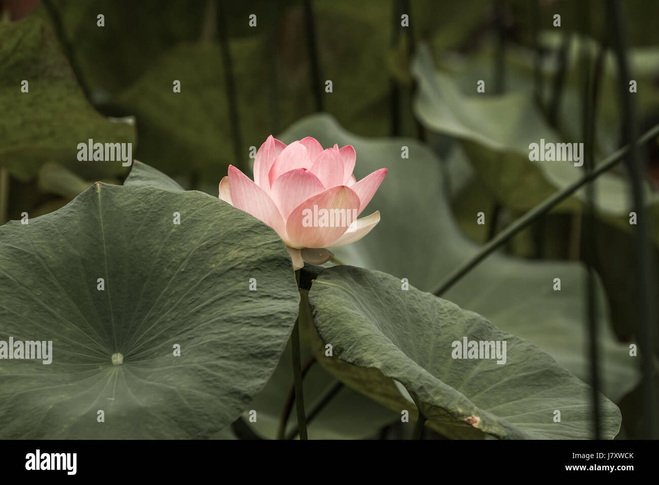 Blooming Lotus flower In Hawaii Stock Photo - Alamy