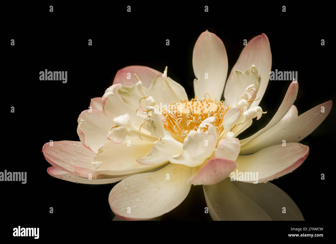 Blooming Lotus flower In Hawaii Stock Photo - Alamy