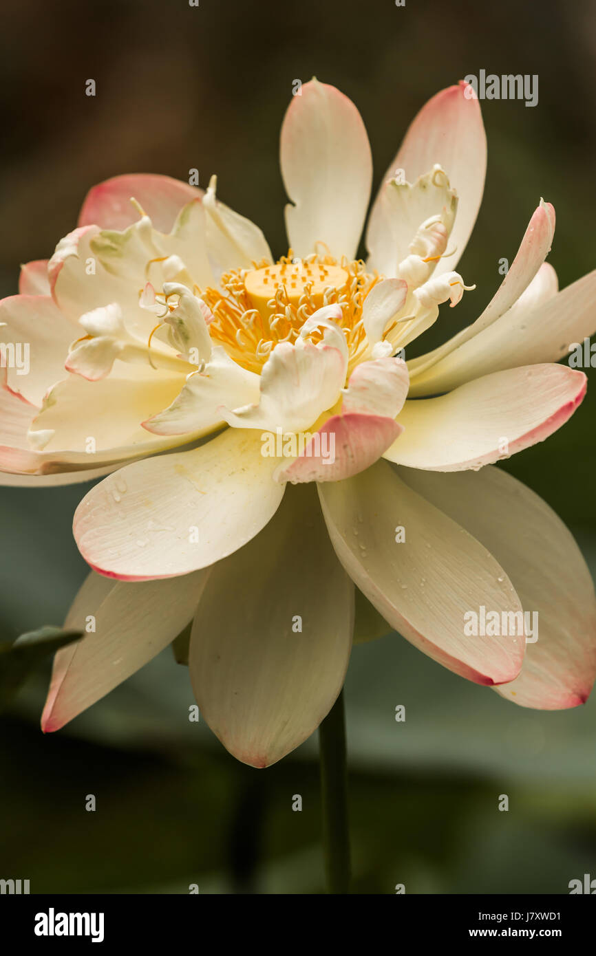 Blooming Lotus flower In Hawaii Stock Photo - Alamy