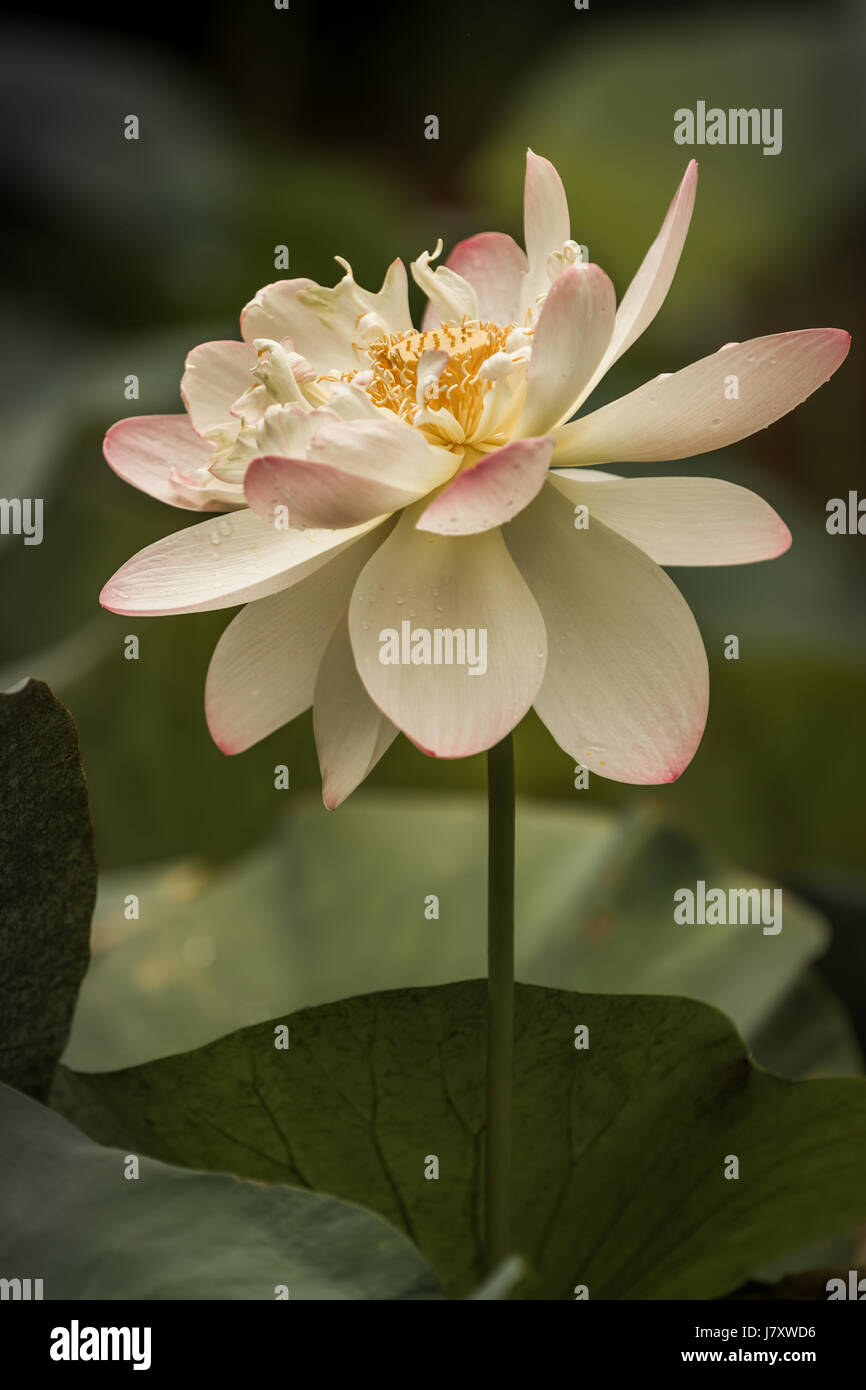 Blooming Lotus flower In Hawaii Stock Photo - Alamy