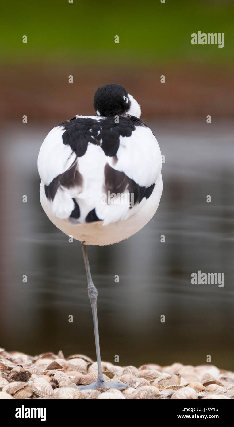 Avocet (Recurvirostra avosetta Stock Photo - Alamy
