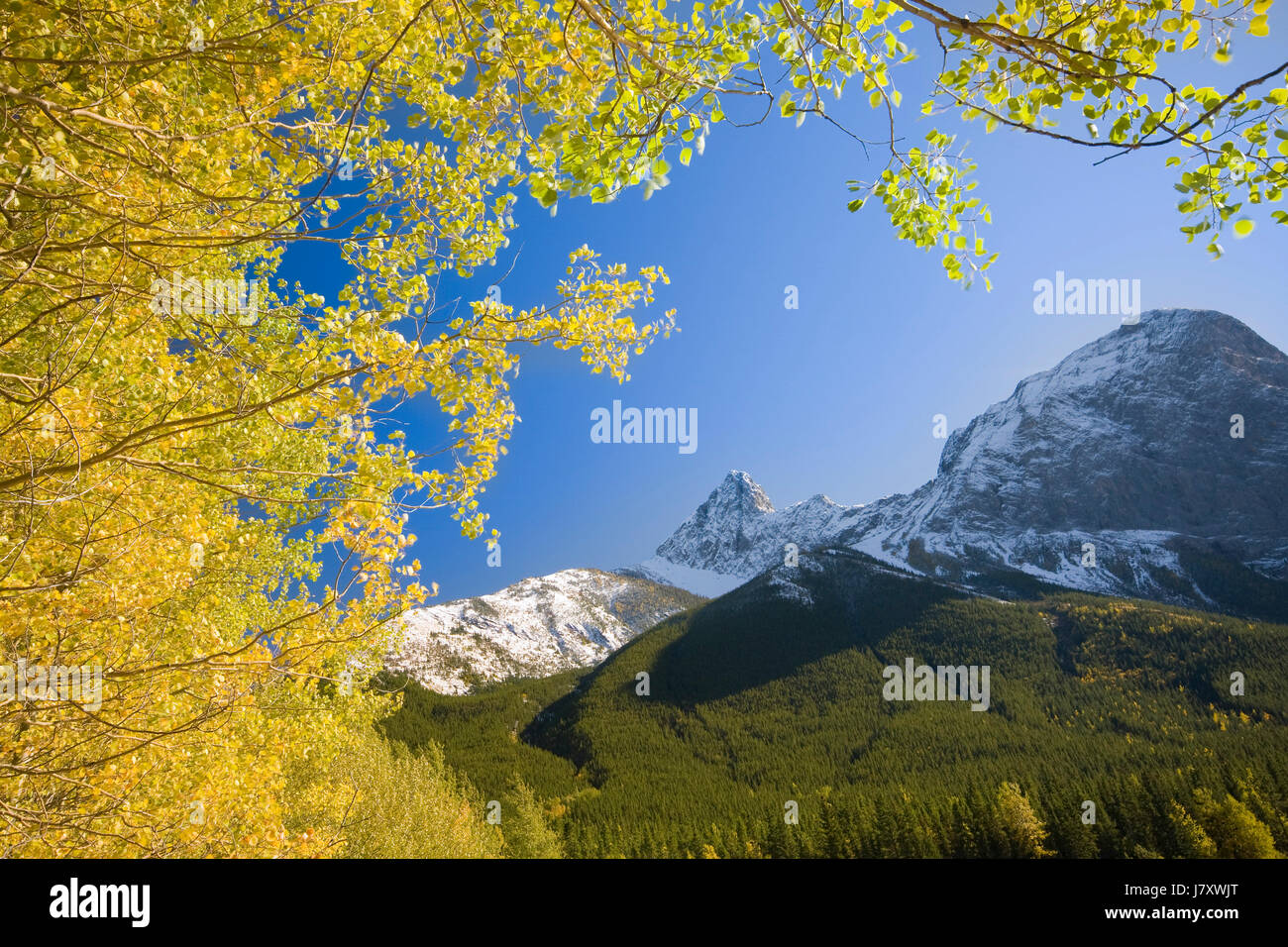 blue travel colour tree trees mountains tourism snow coke cocaine ...