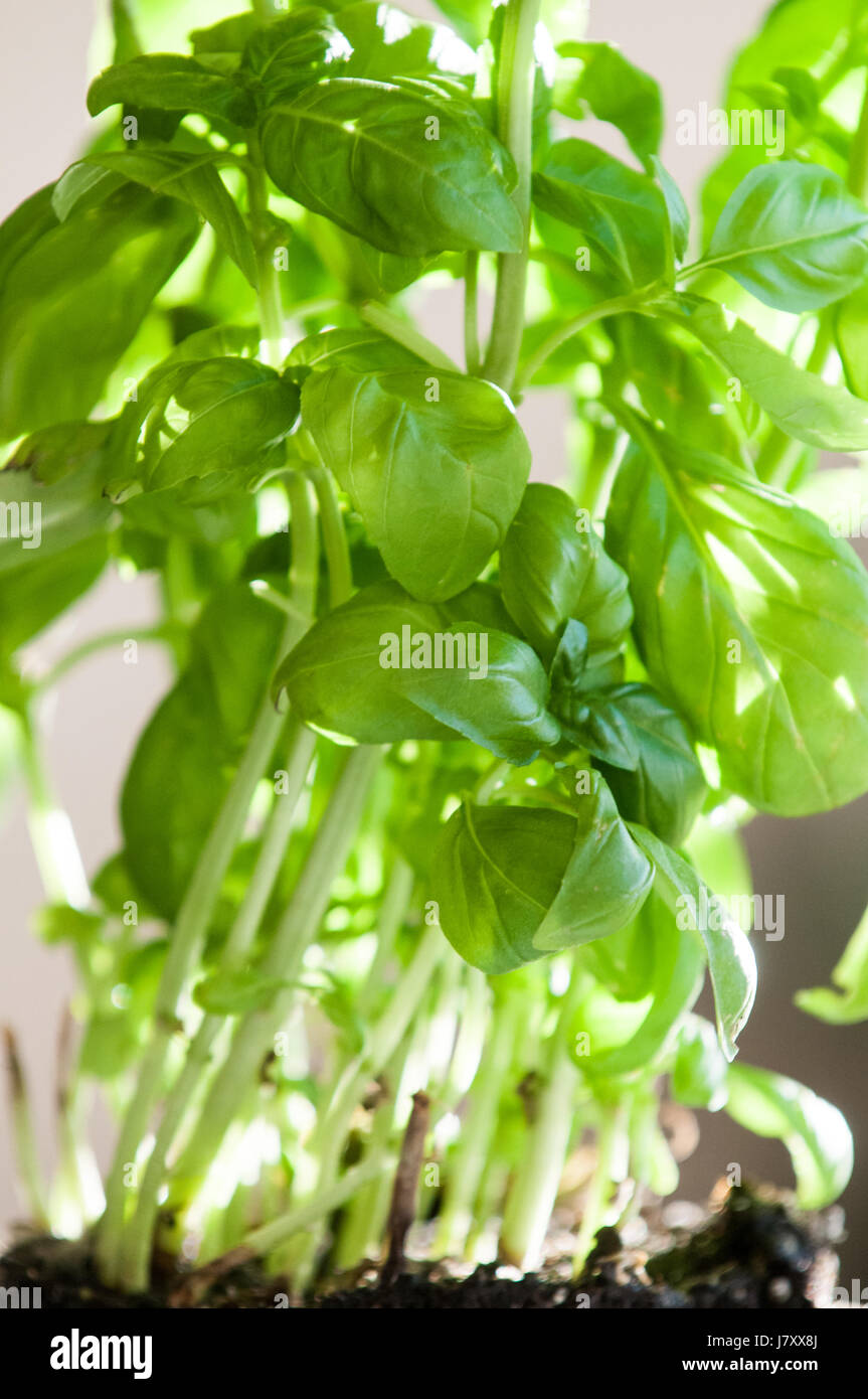 Fresh basil plant growing in a pot Stock Photo - Alamy