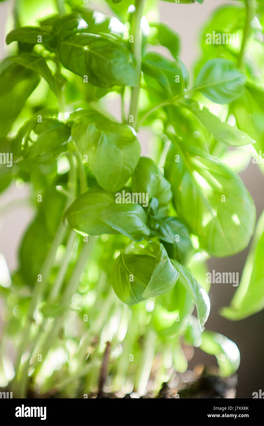 Fresh basil in pot close hi-res stock photography and images - Alamy