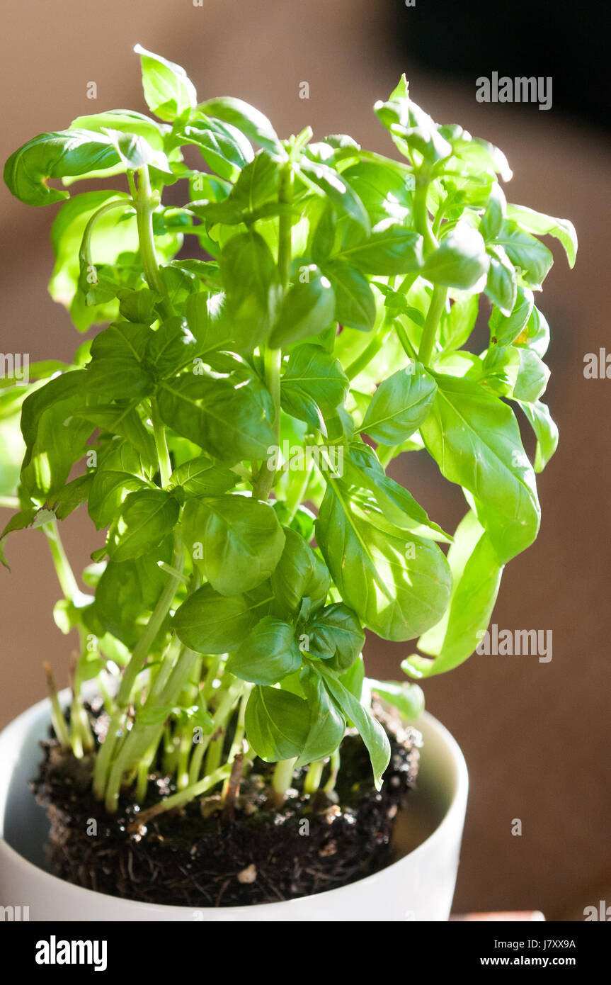 Fresh basil plant growing in a pot Stock Photo - Alamy