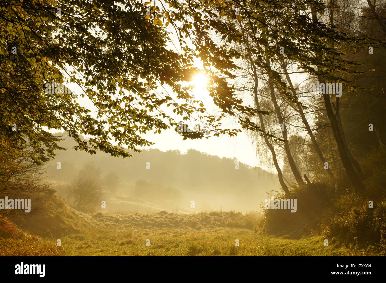 autumnal backdrop background beauty fall autumn leaf detail environment ...