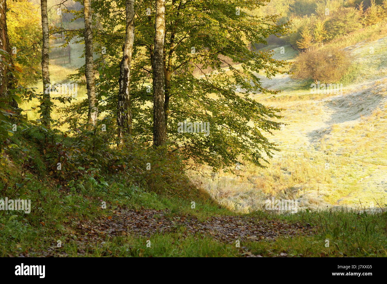 autumnal backdrop background beauty fall autumn leaf detail environment ...