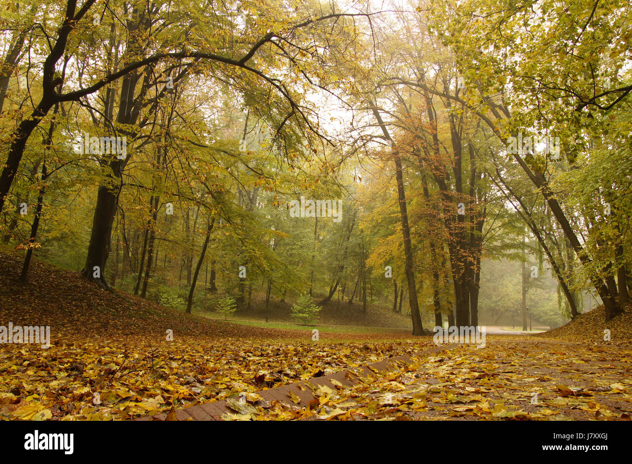 brown brownish brunette carpet scenery countryside nature colors ...