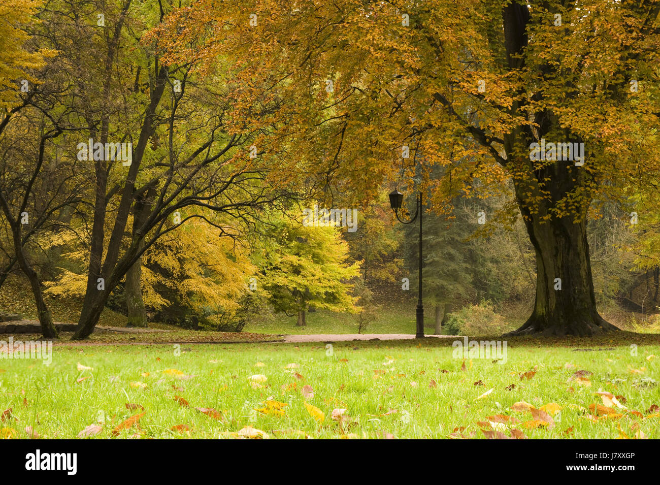 brown brownish brunette carpet scenery countryside nature colors ...
