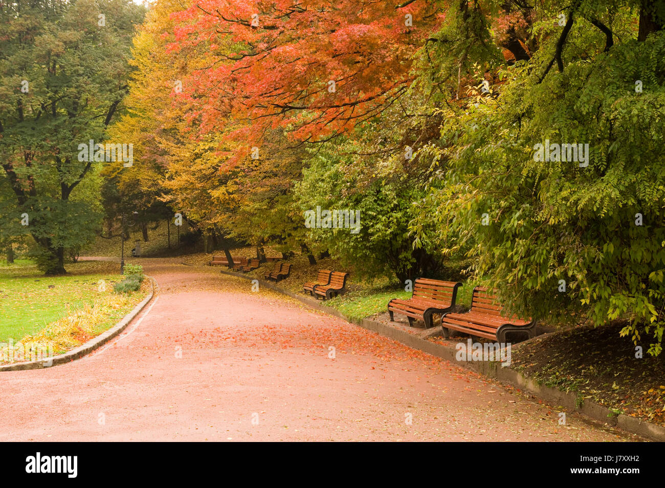 autumnal botanical backdrop background beauty fall autumn bright shine ...