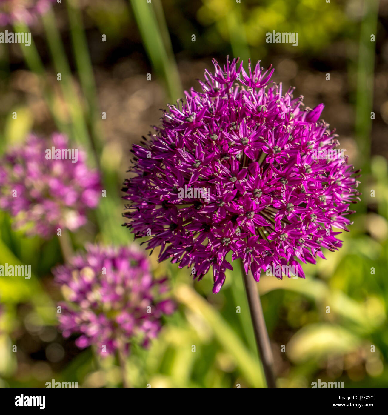 Bright pinkish purple Allium at the Rose Garden in Stanley Park Stock ...