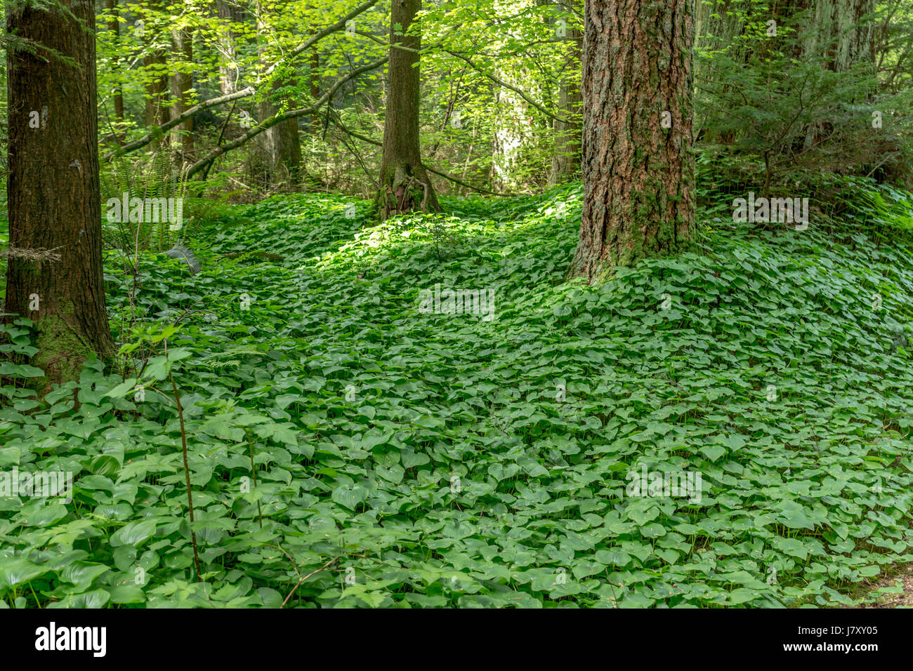 The forest near Beaver Lake, and the beautiful False Lily of the Valley ...
