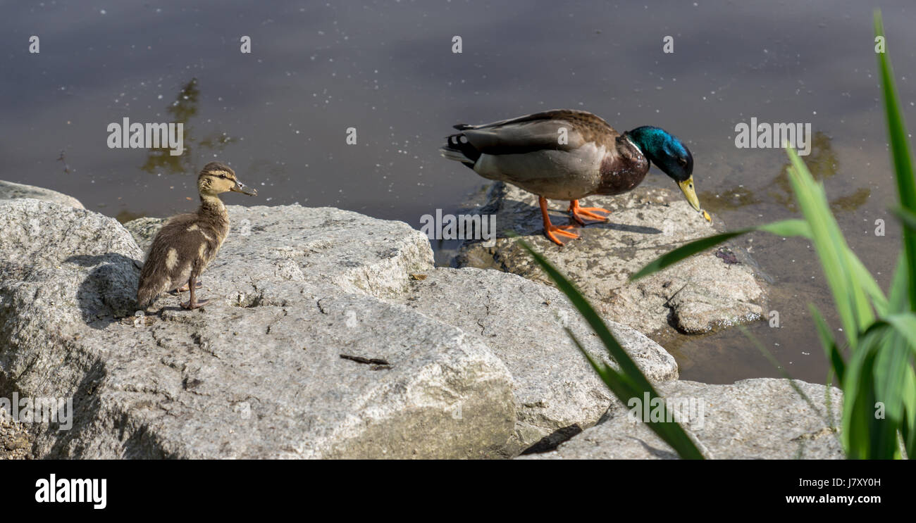 Inattentive hi-res stock photography and images - Alamy