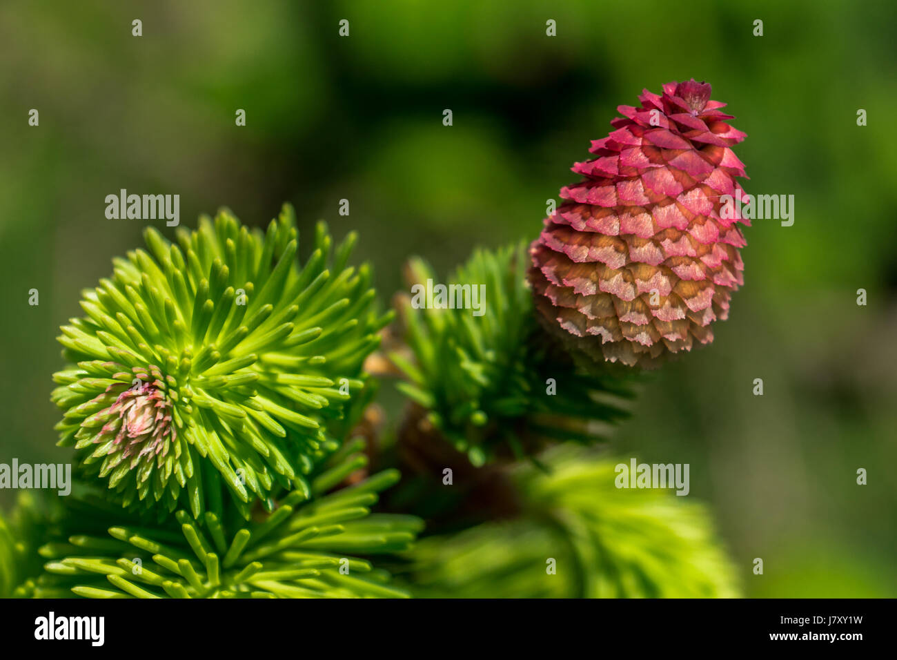 Fruit conifer tree hi-res stock photography and images - Alamy