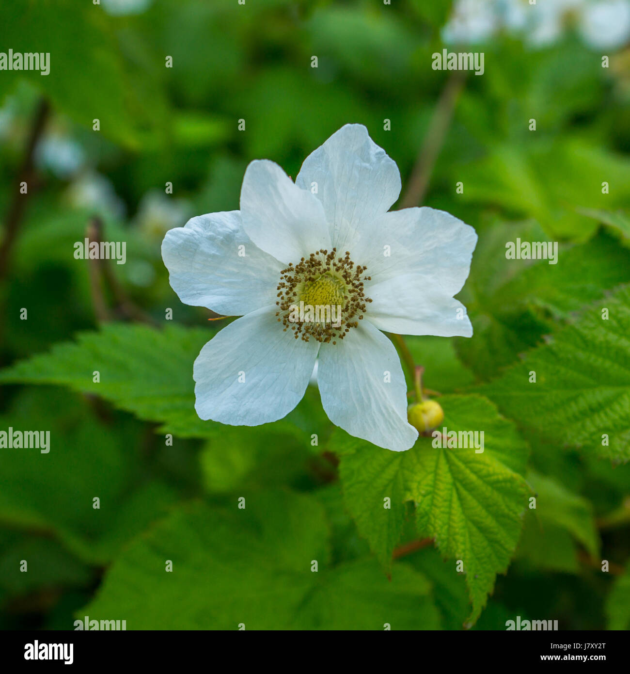 Thimbleberry hi-res stock photography and images - Alamy