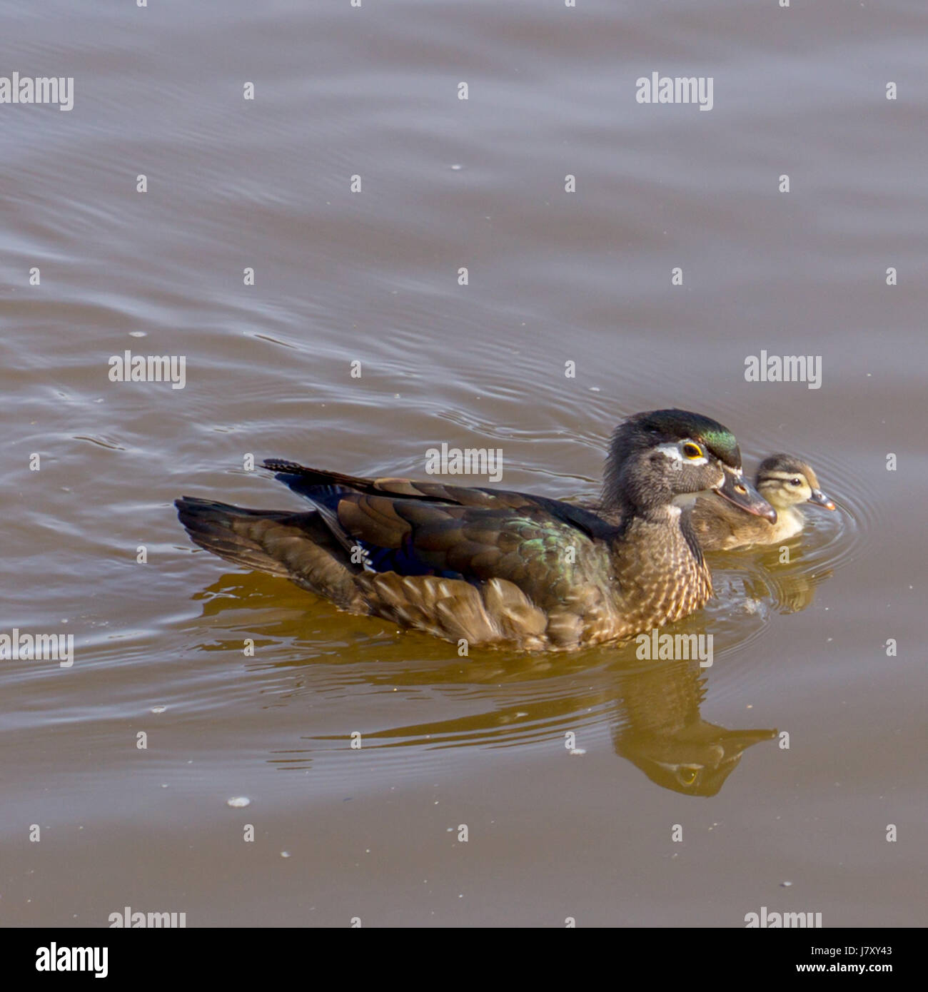 Wood duck duckling hi-res stock photography and images - Alamy