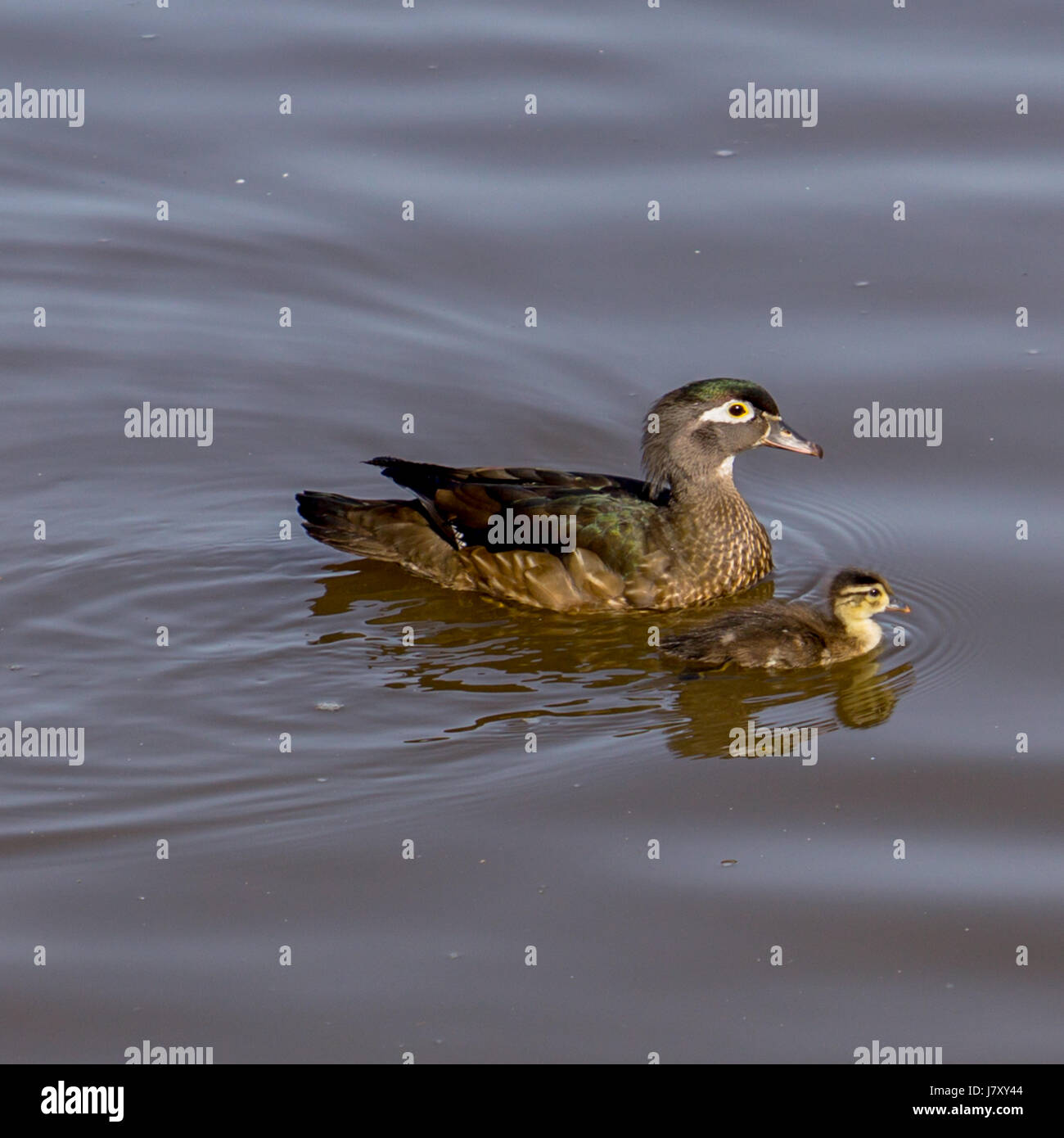 Wood duck duckling hi-res stock photography and images - Alamy