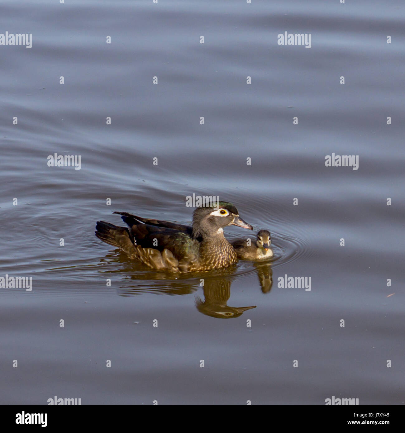 A mother wood duck out for a swim with her ducking. At Lost Lagoon in ...