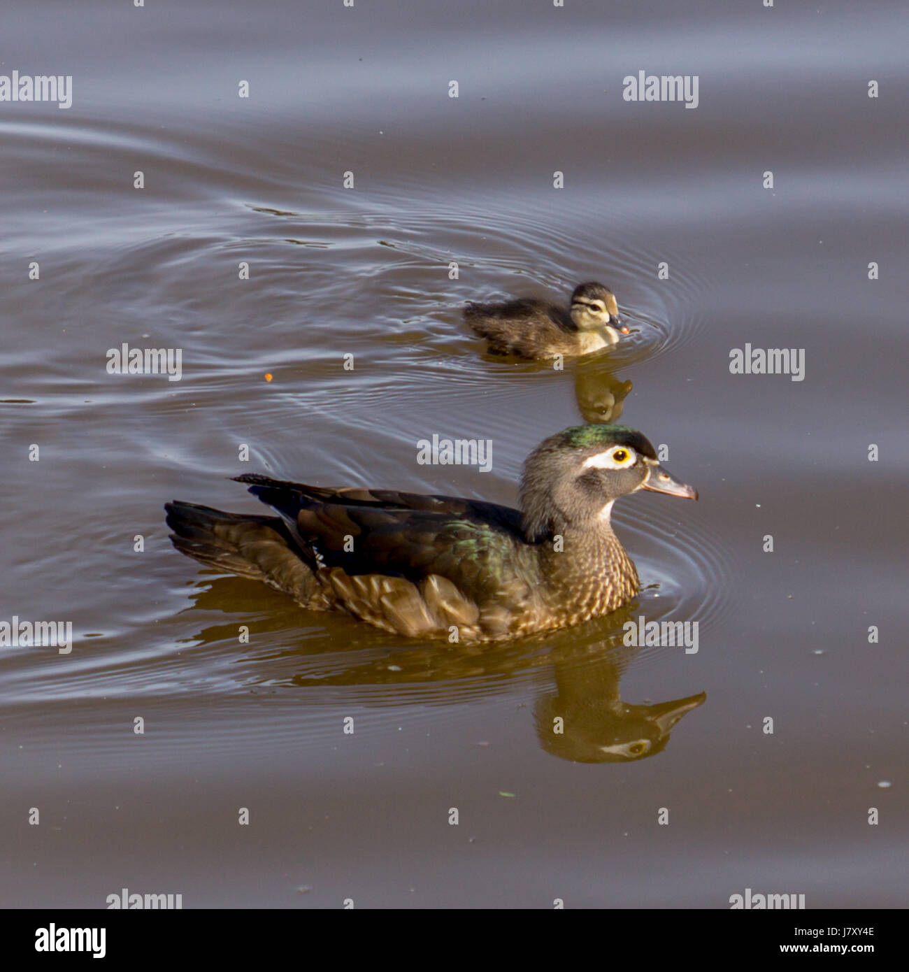 A mother wood duck out for a swim with her ducking. At Lost Lagoon in ...