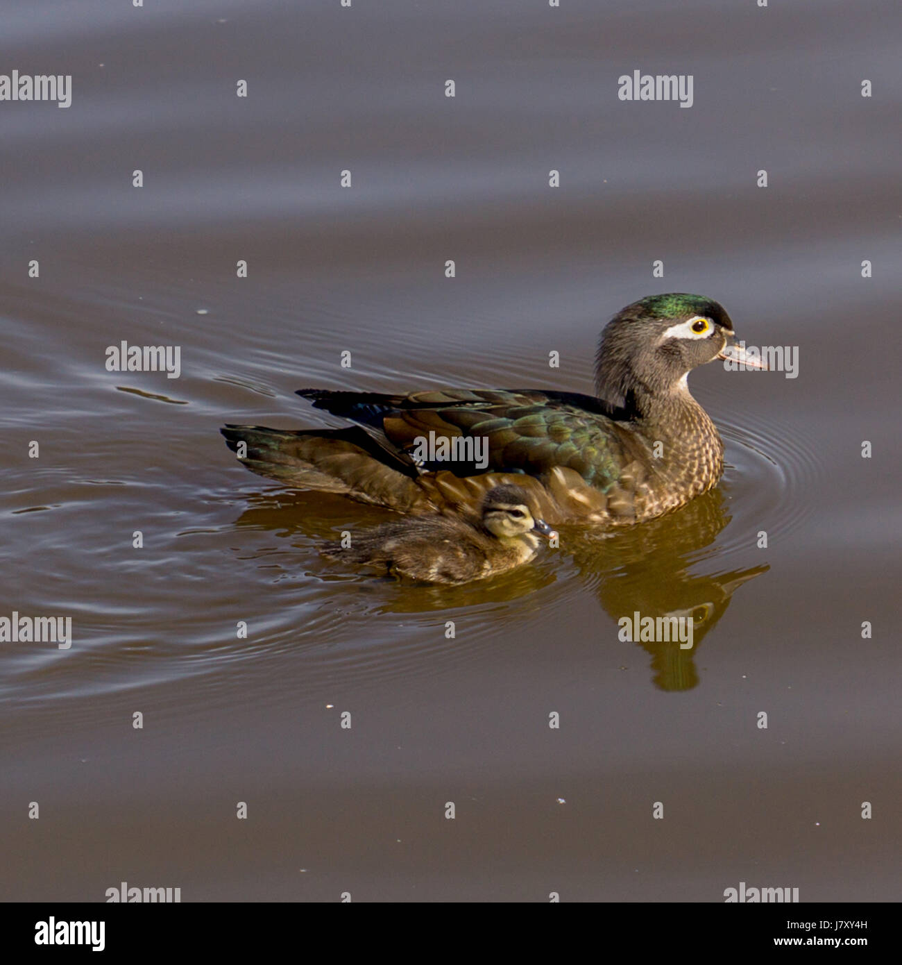 Wood duck duckling hi-res stock photography and images - Alamy