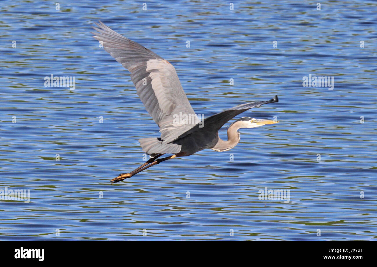 A great blue heron in flight Stock Photo - Alamy