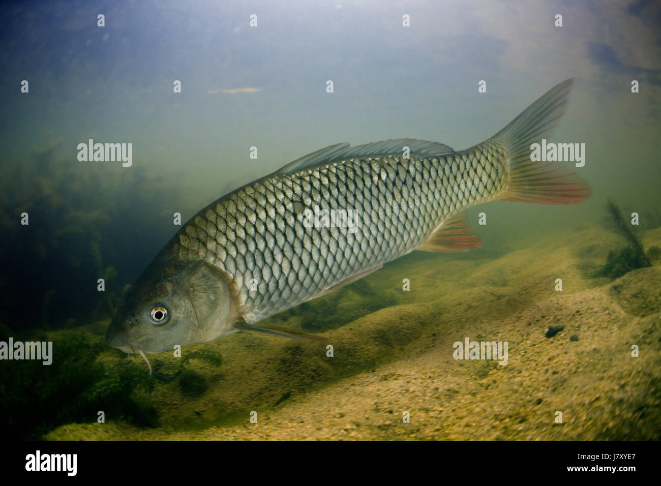 Green Carp Fish High Resolution Stock Photography and Images - Alamy