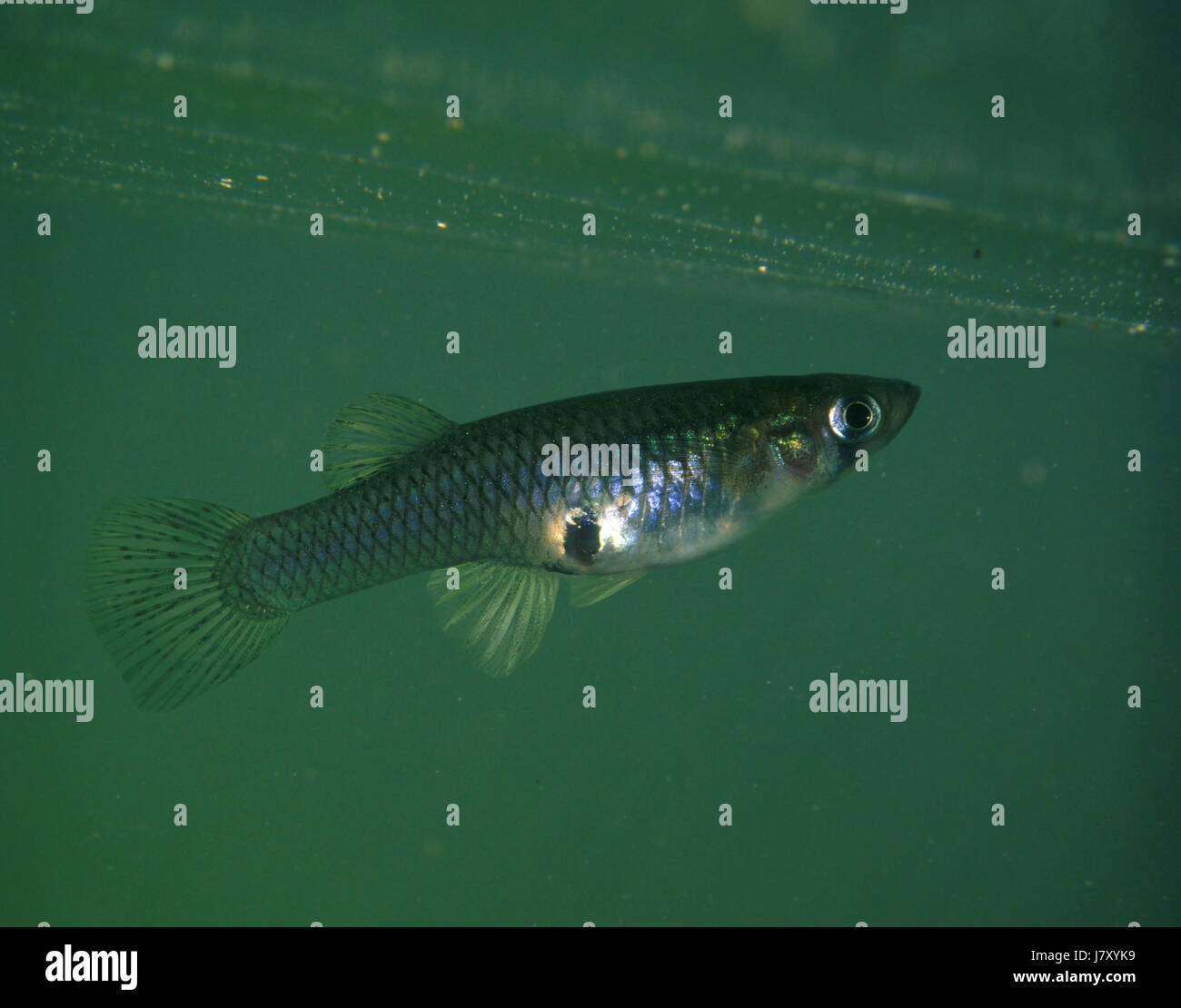 Gambusia Affinis High Resolution Stock Photography and Images - Alamy