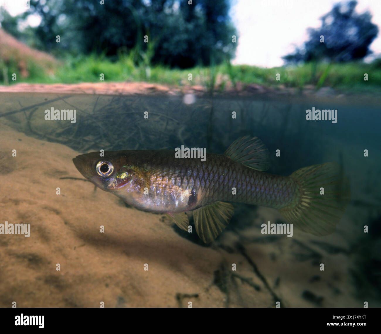 Mosquitofish High Resolution Stock Photography and Images - Alamy