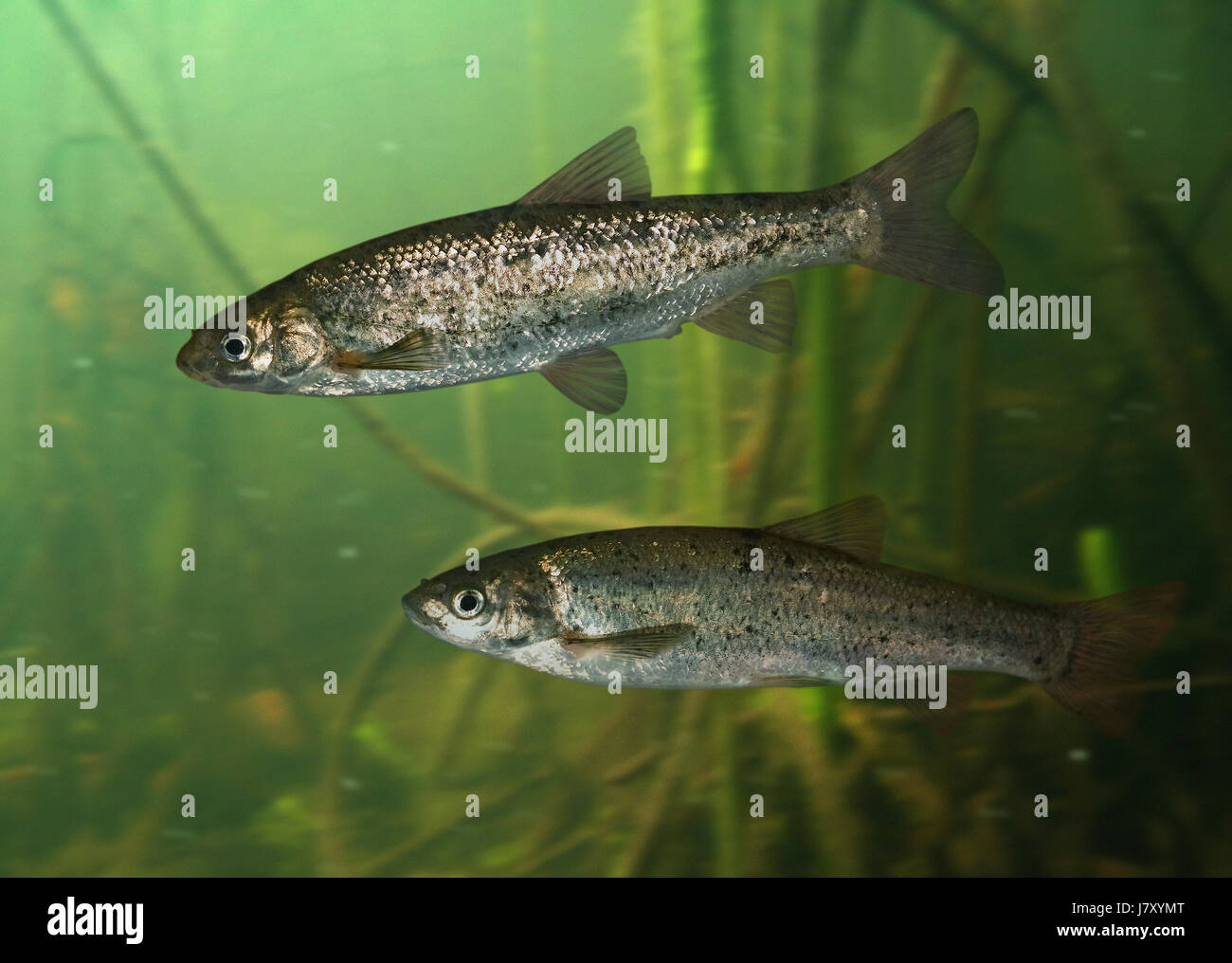 Restricted Fishing High Resolution Stock Photography and Images - Alamy