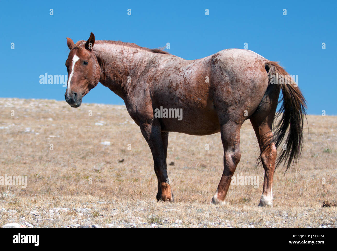Red Roan Thoroughbred