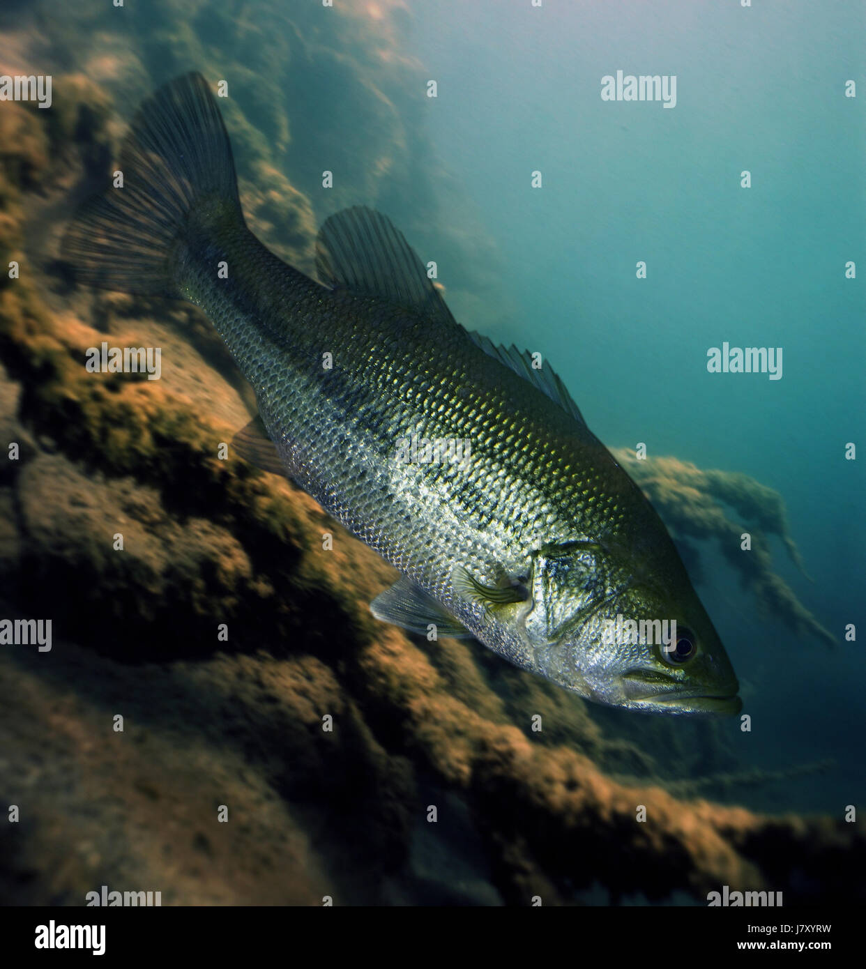 Largemouth Bass Fishing High Resolution Stock Photography and Images ...