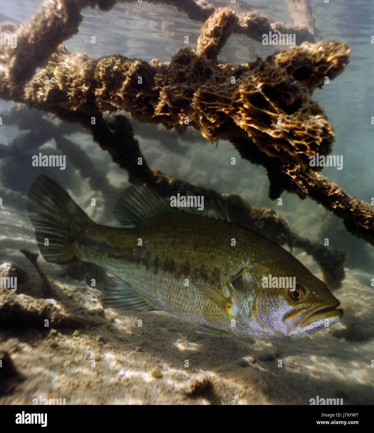 Largemouth Bass Fishing High Resolution Stock Photography and Images ...