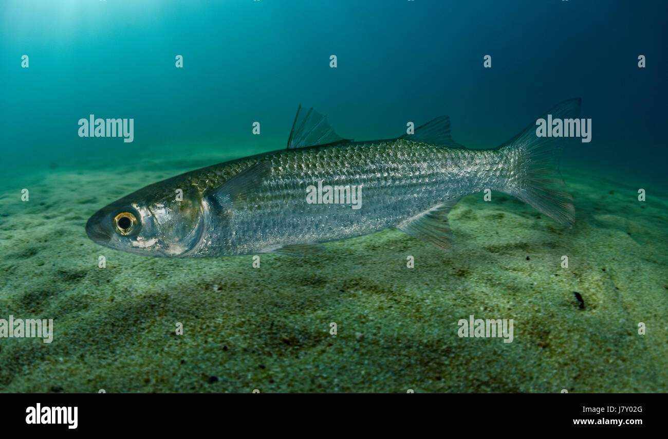 Grey Mullet Flathead Mullet Fish High Resolution Stock Photography and ... Grey Mullet Flathead Mullet Fish High Resolution Stock Photography and ...