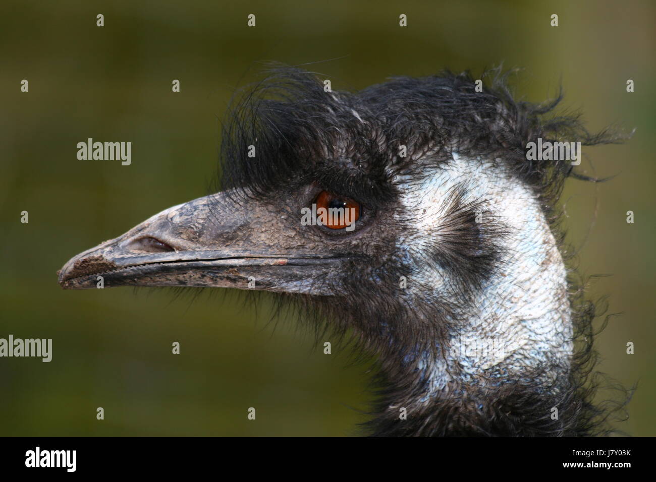 bird animals portrait birds beak curl beaks cursorial birds emu head ...